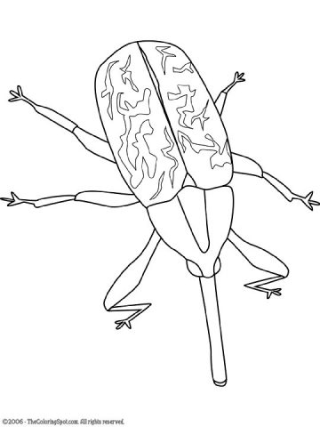 Boll Weevil Coloring Page | Audio Stories for Kids | Free Coloring ...
