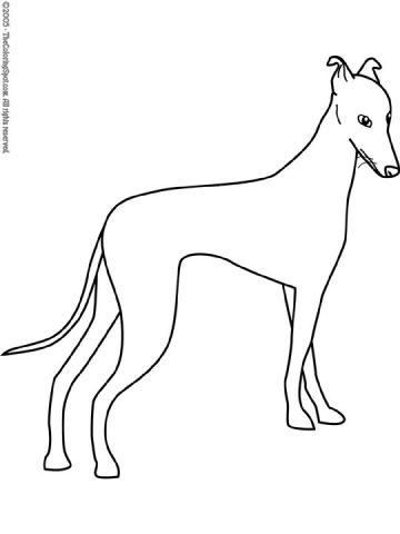 Greyhound Coloring Page | Audio Stories for Kids | Free Coloring Pages ...